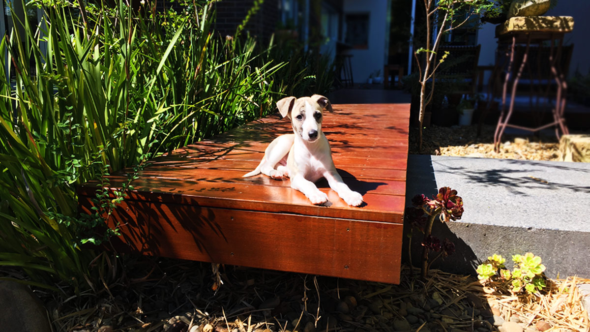 A Wolf Named Harry – WOLF Architects Melbourne